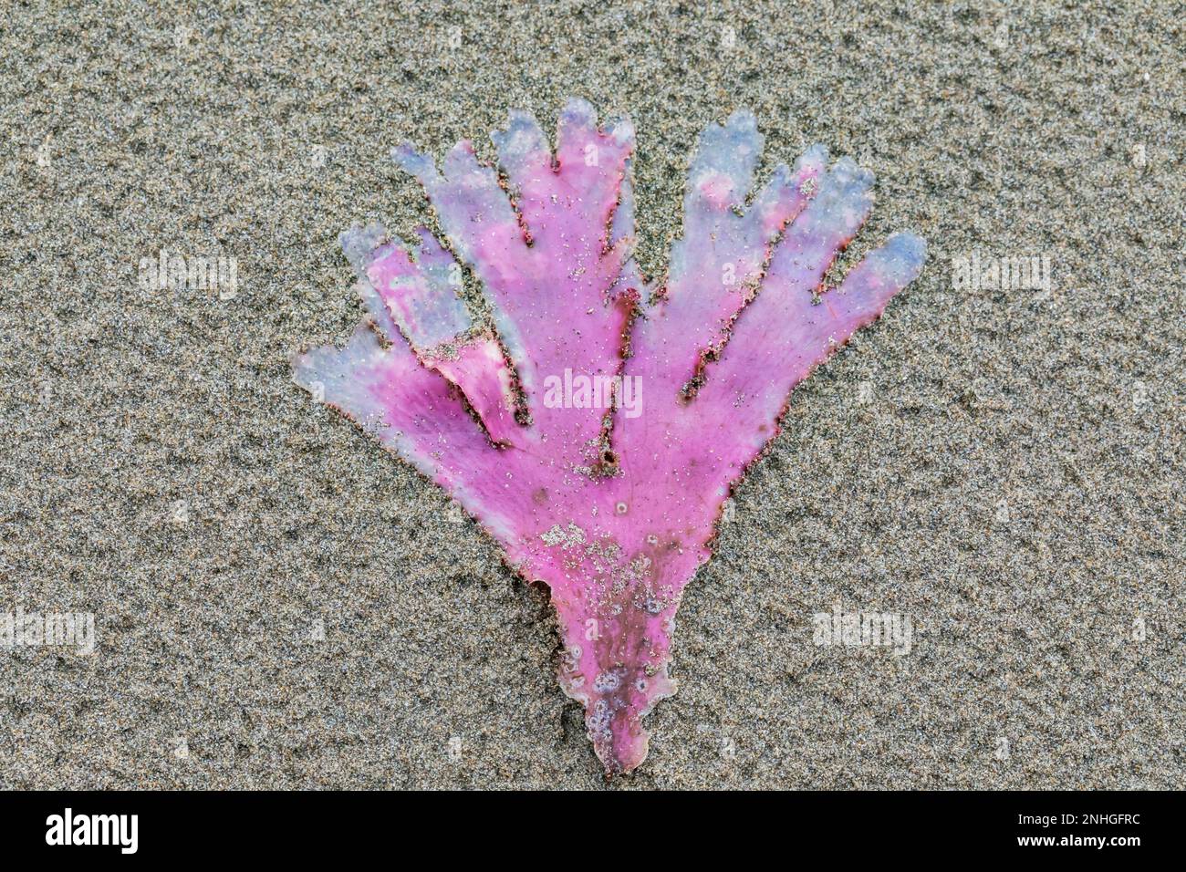 Ruffled Red Seaweed, Cryptopleura ruprechtiana, washed up at Point of ...