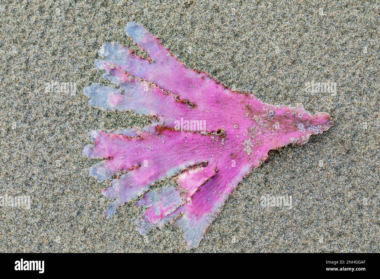 Ruffled Red Seaweed, Cryptopleura ruprechtiana, washed up at Point of ...