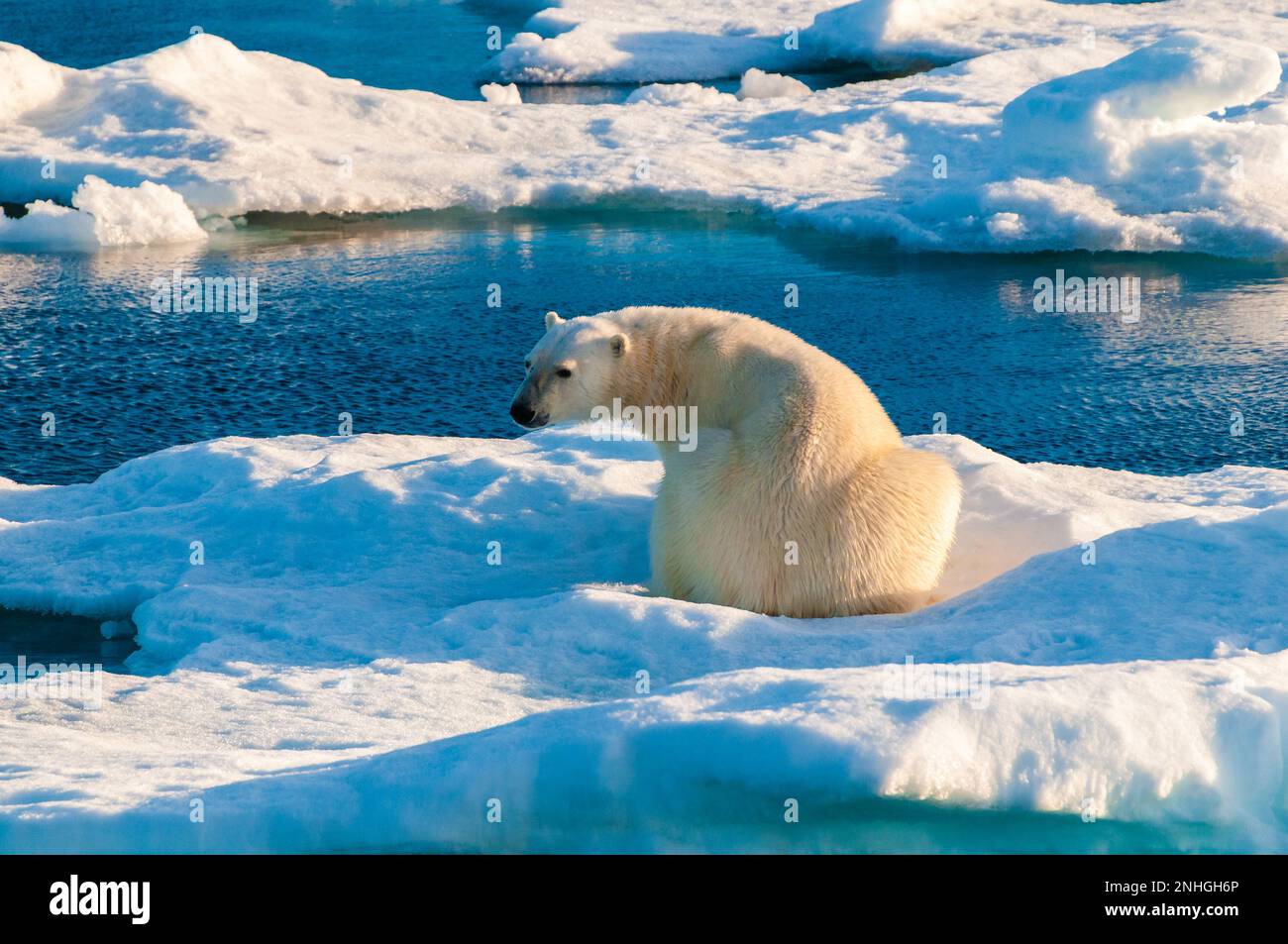 Polar bear in the arctic circle sitting on an ice pack in ...