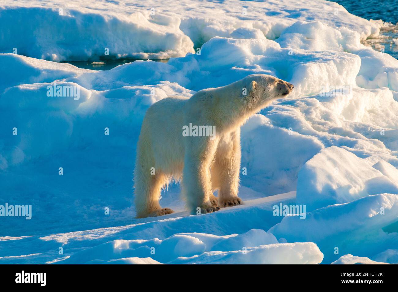Polar bear in the arctic circle standing on an ice pack in ...