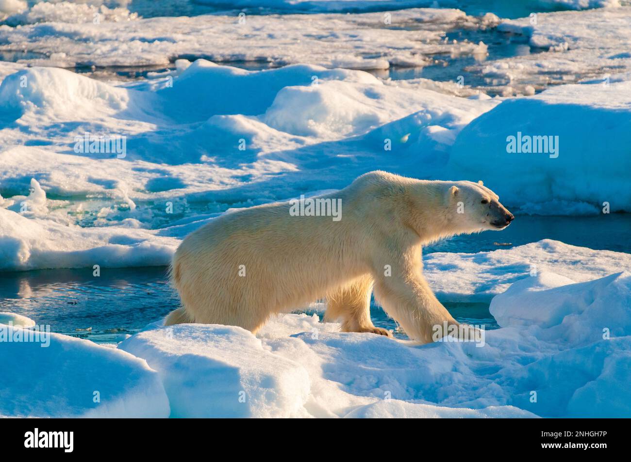 Polar bear in the arctic circle walking along an ice pack in ...