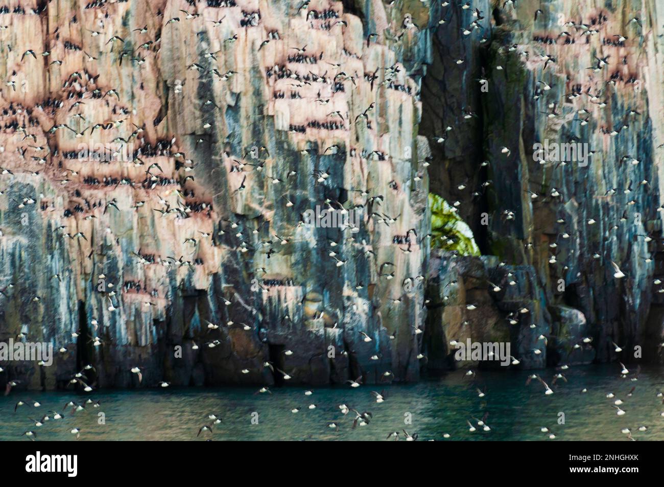 Thousands of sea birds nesting on the Alkefjellet cliffs in Kapp ...