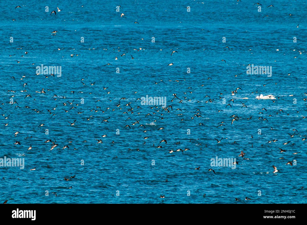 Countless birds flying near their nesting area under the ledges of Kapp ...