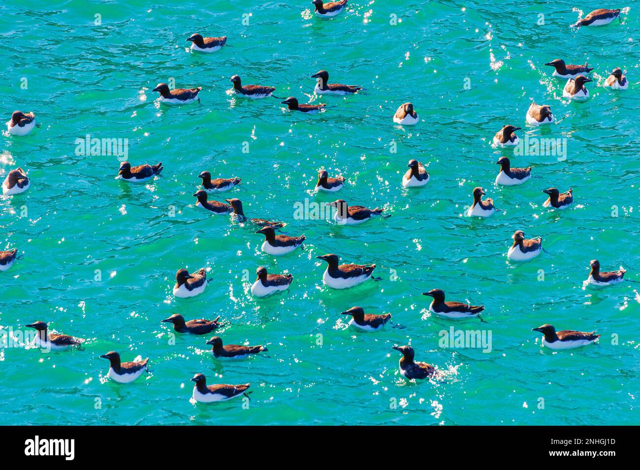 Birds floating in the blue green arctic waters under the ledges of Kapp ...