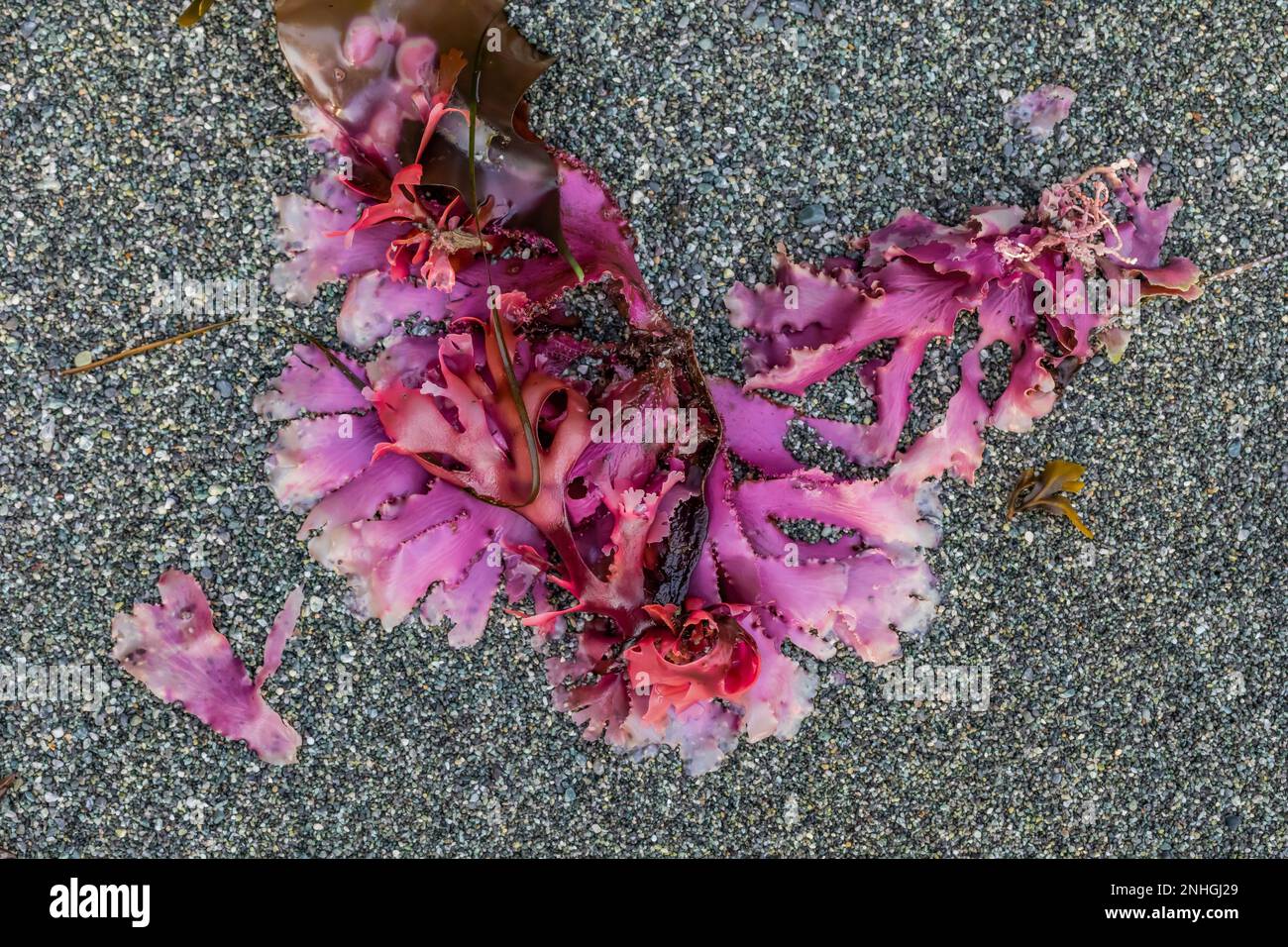 Ruffled Red Seaweed, Cryptopleura ruprechtiana, washed up at Point of ...
