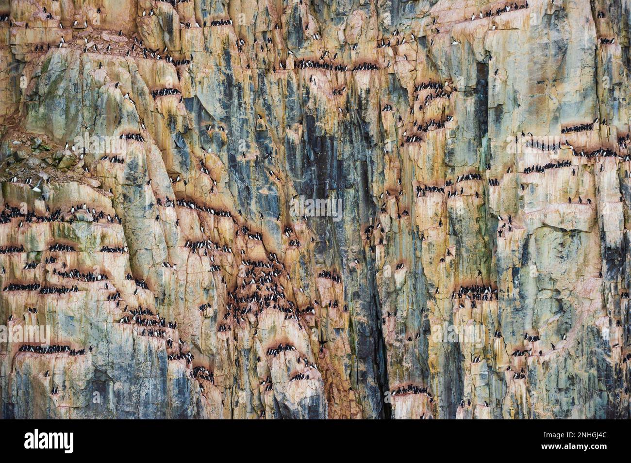 Thousands of sea birds nesting on the Alkefjellet cliffs in Kapp ...