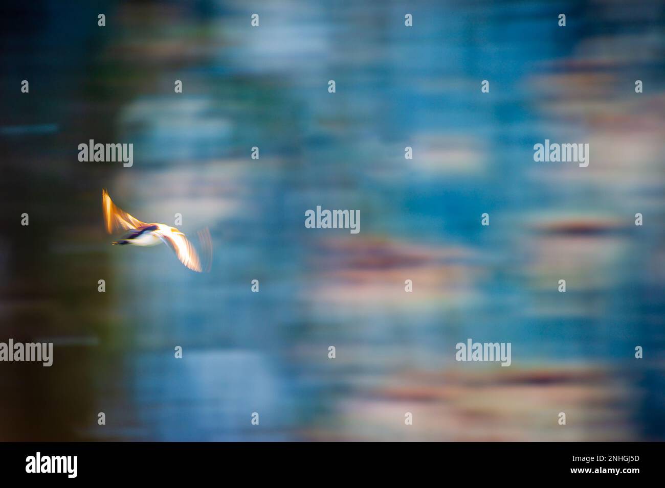 Single bird using motion blur flying under the ledges of Kapp Fanshawe ...