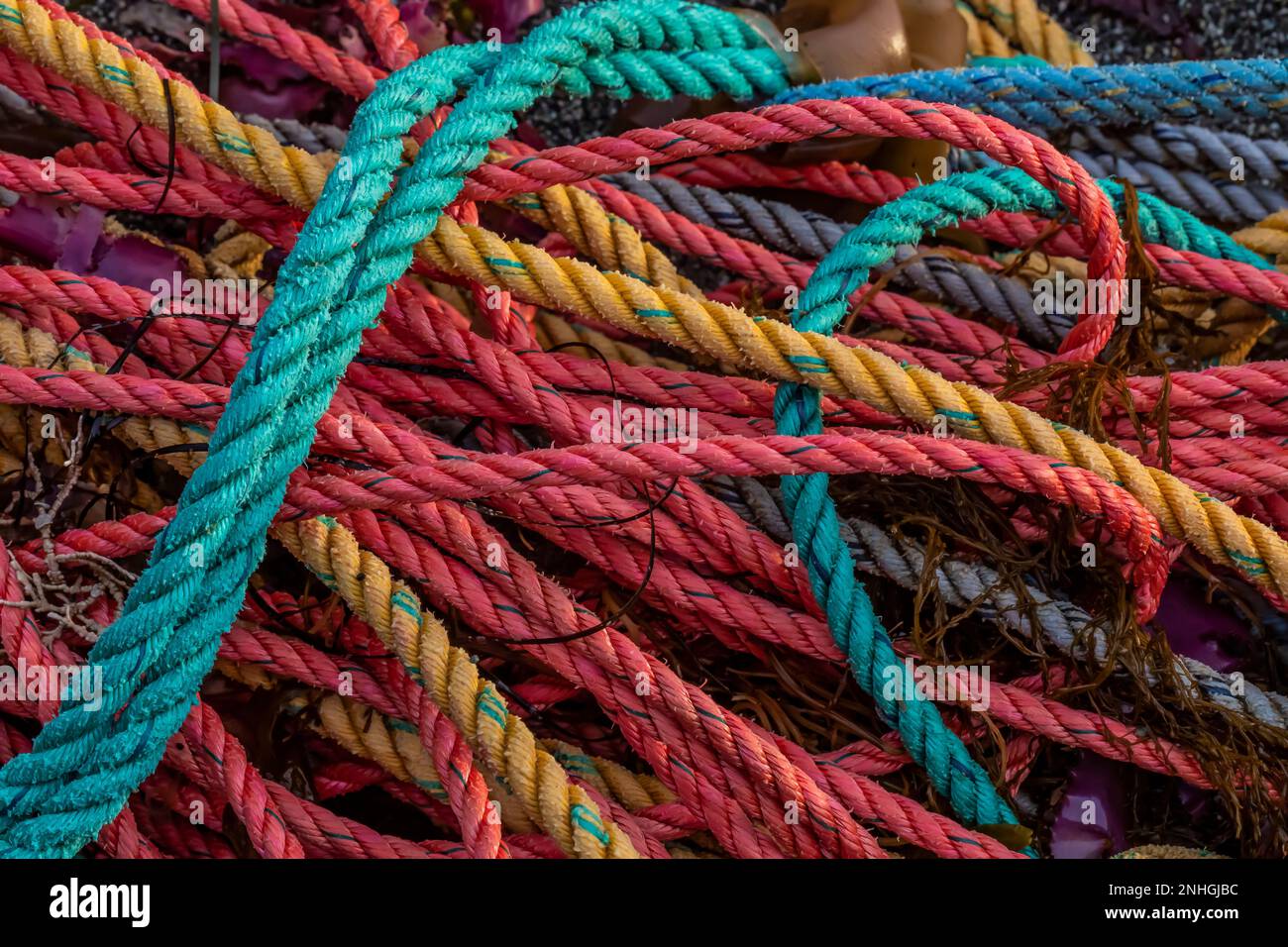 Crab debris washed up on the shore at Point of Arches in Olympic ...
