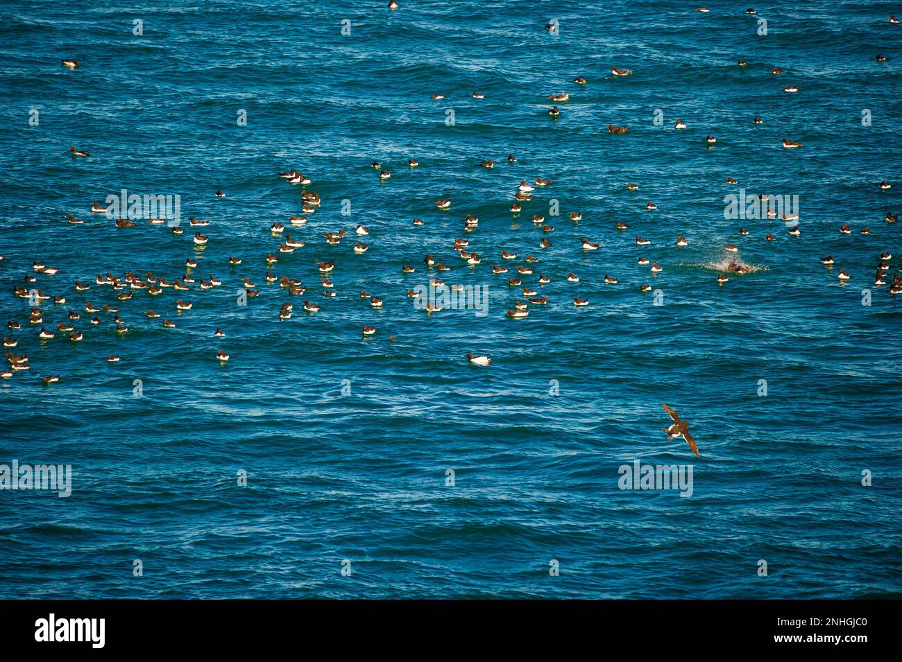 Countless birds floating in the blue green arctic waters under the ...