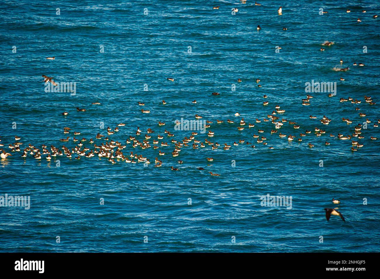 Countless birds floating in the blue green arctic waters under the ...