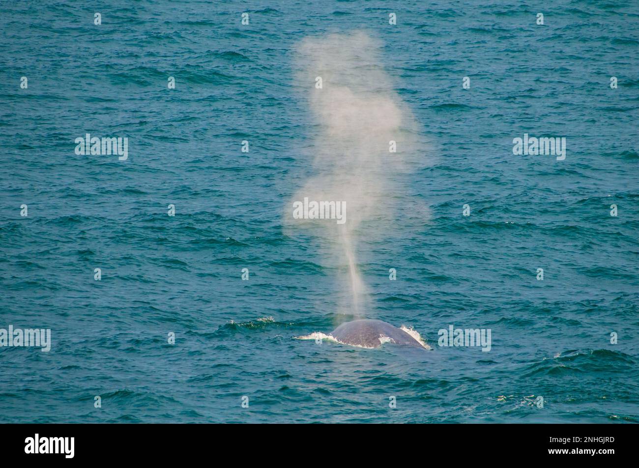 Whale spouting before submerging off the Svalbard Islands of Norway ...