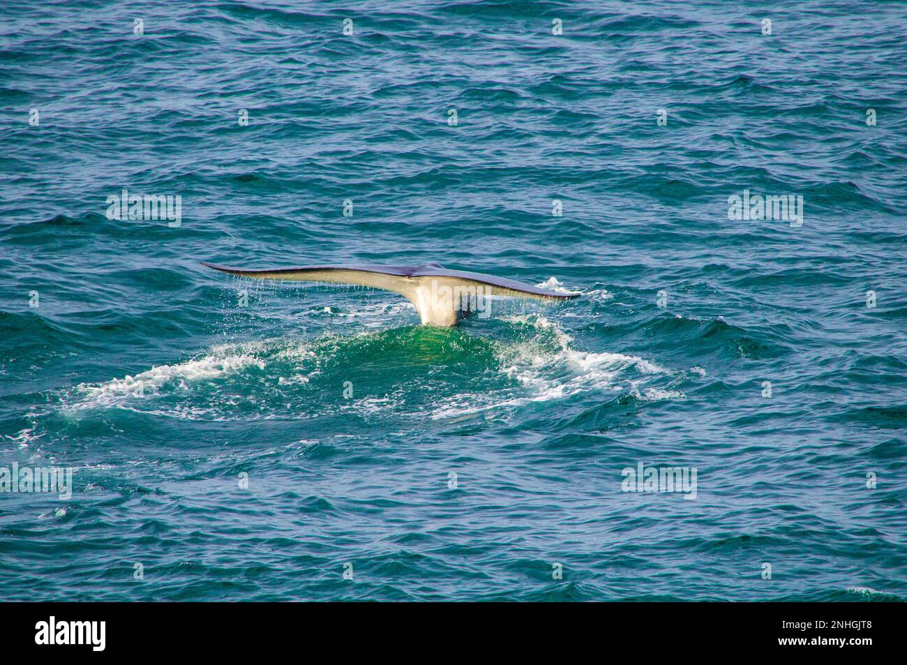 Whale diving in the blue green waters off the Svalbard Islands of ...