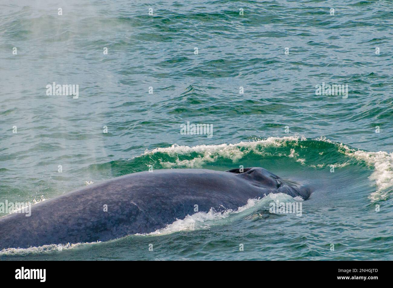 Whale spouting before submerging off the Svalbard Islands of Norway ...