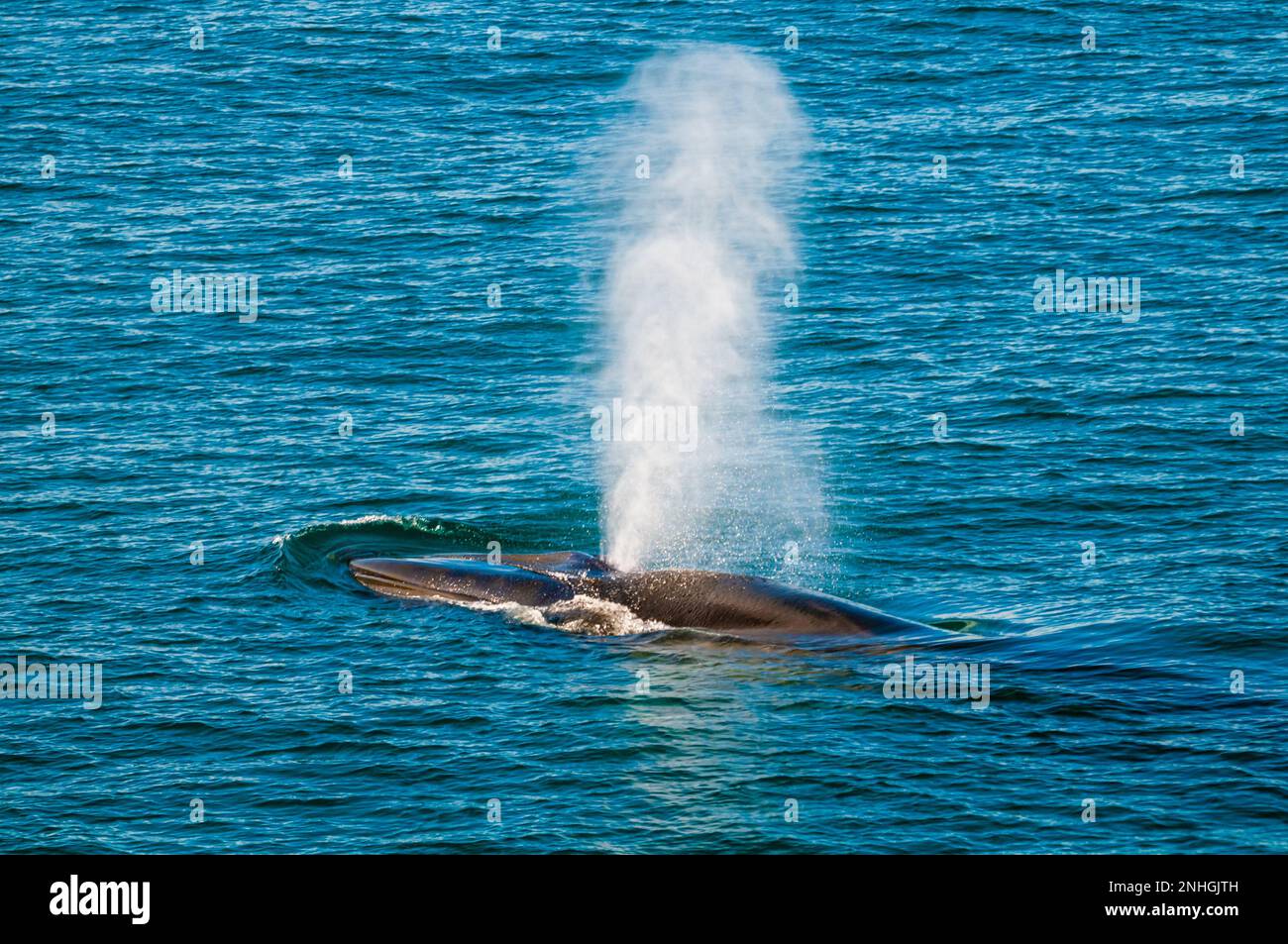 Whale spouting before submerging off the Svalbard Islands of Norway ...