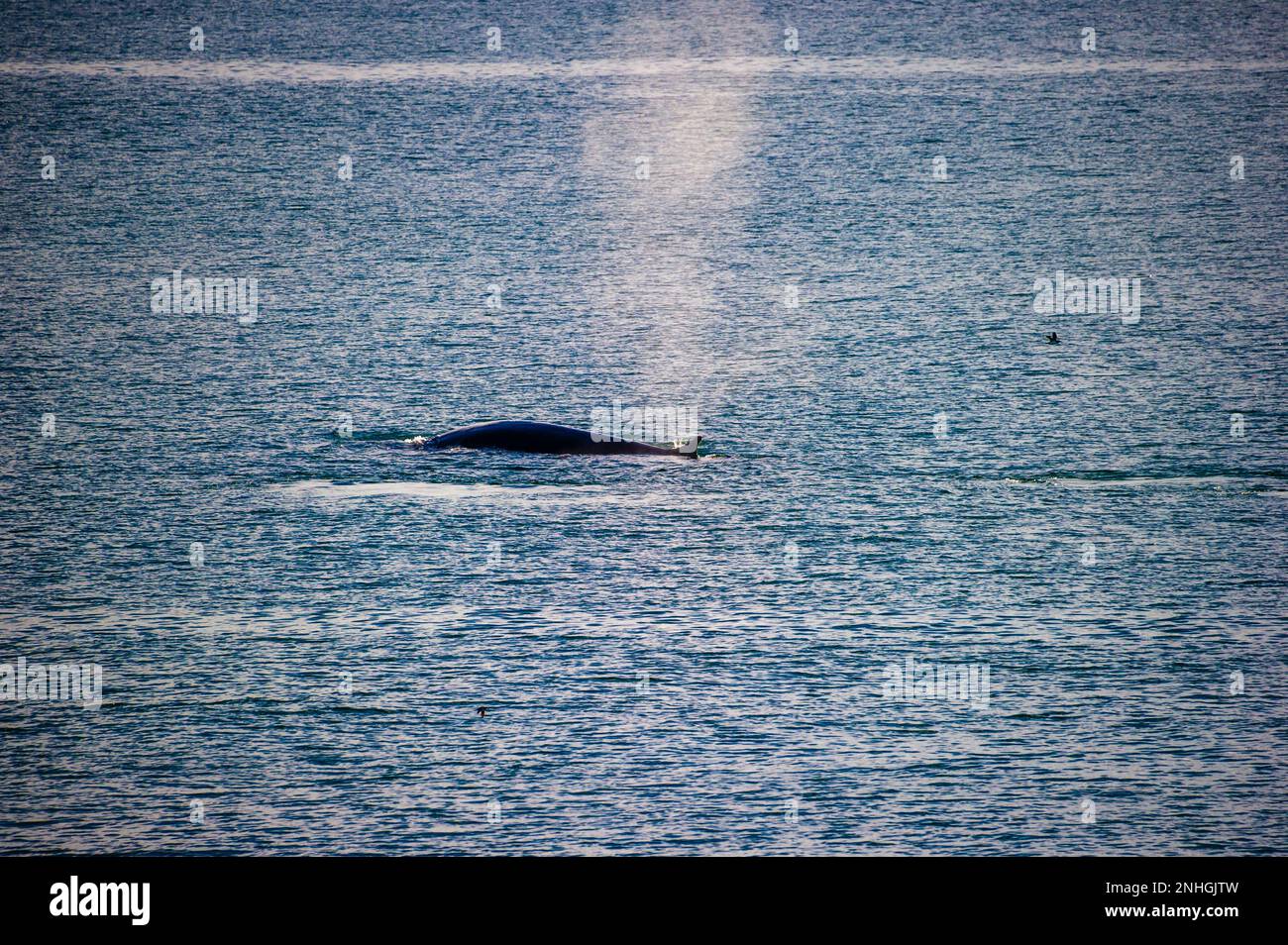 Whale spouting before submerging off the Svalbard Islands of Norway ...