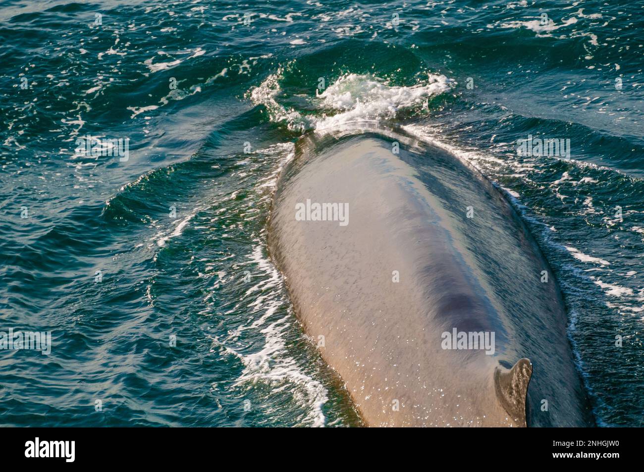 Whale diving in the blue green waters off the Svalbard Islands of ...