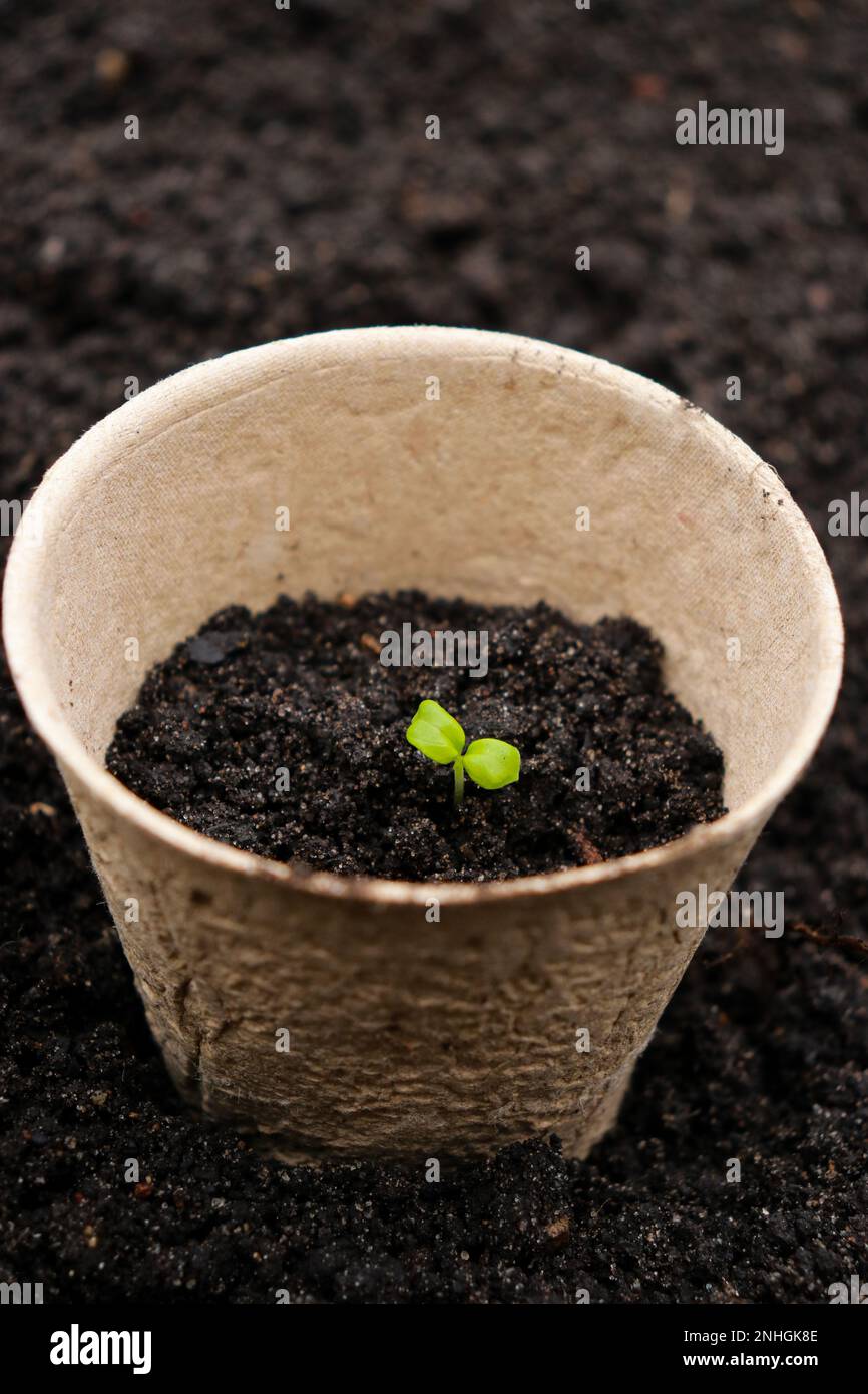 Peat pots with small sprouts on soil background. Zero waste and eco ...