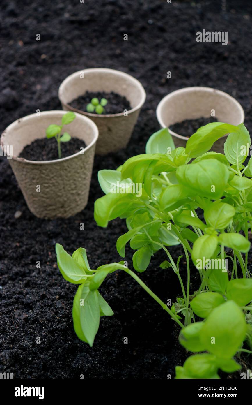 peat pots with sprouts and basil plant on soil texture background Stock ...