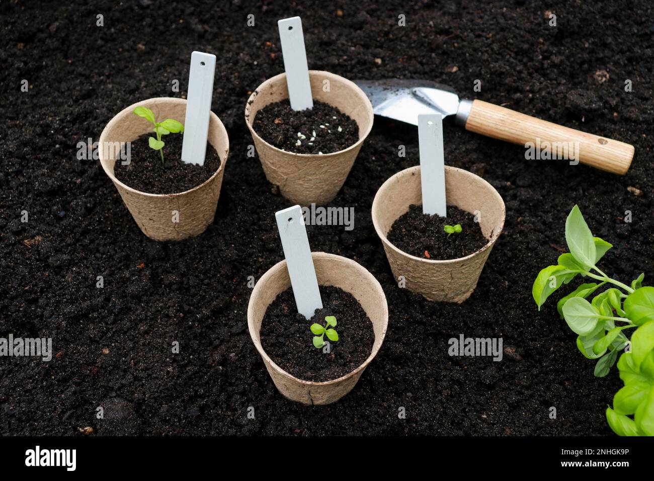 spring gardening, peat pots wit sprouts and scapula tool on texture ...