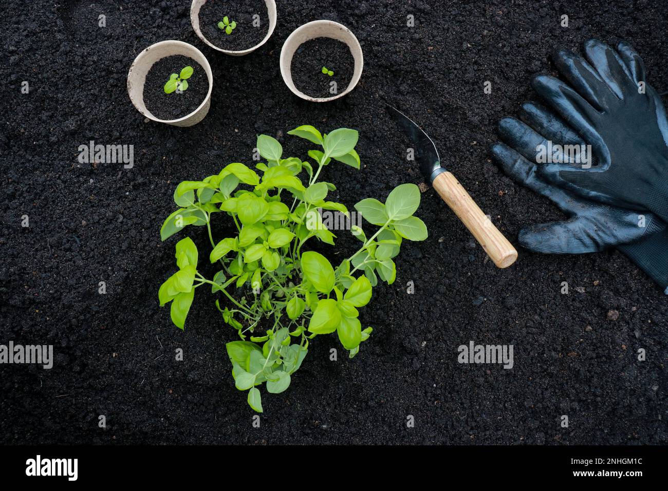 peat pots with sprouts and basil plant on soil texture background Stock ...