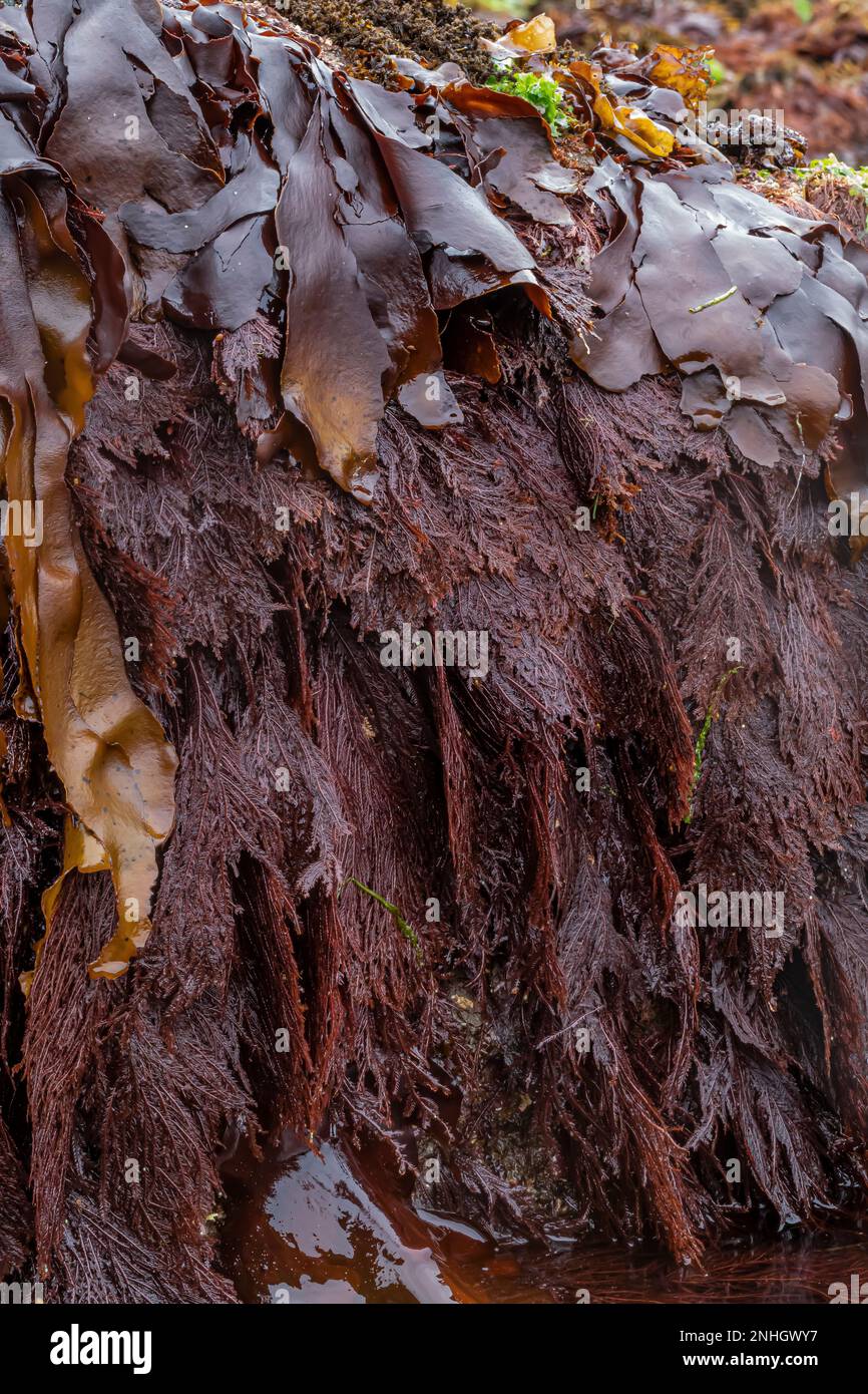 Sea Fern, Neoptilota asplenioides, growing with another red or brown ...