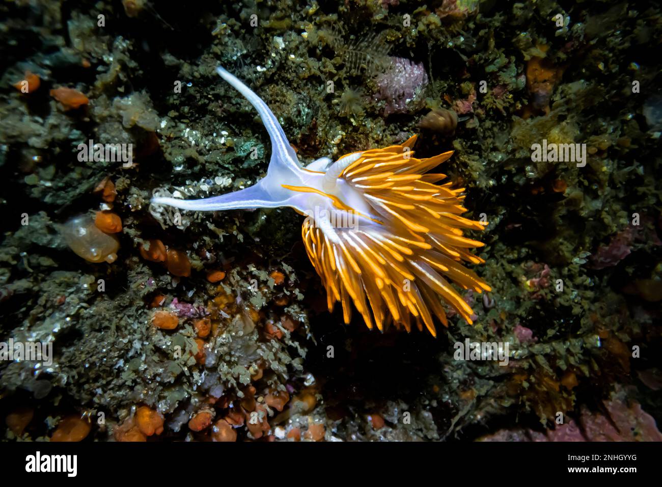 Thick-horned Nudibranch, Hermissenda crassicornis, with in a Point of Arches tidepool in Olympic ...