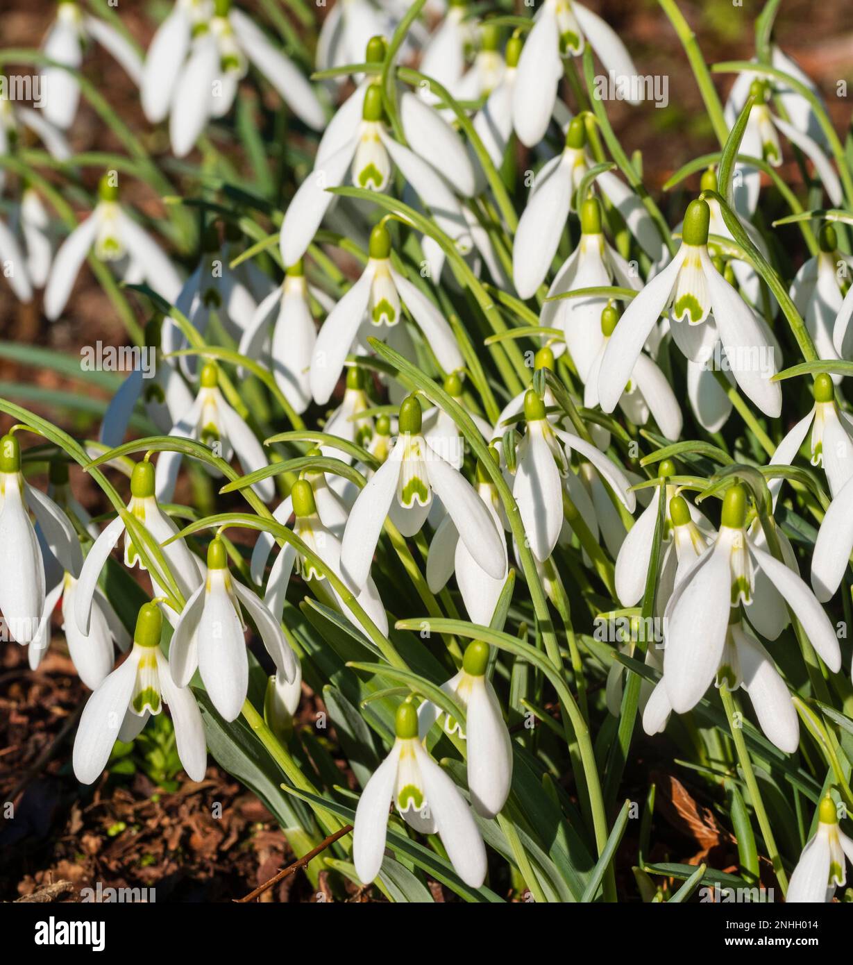 Green marked inner and white outer petals of the hardy snowdrop ...