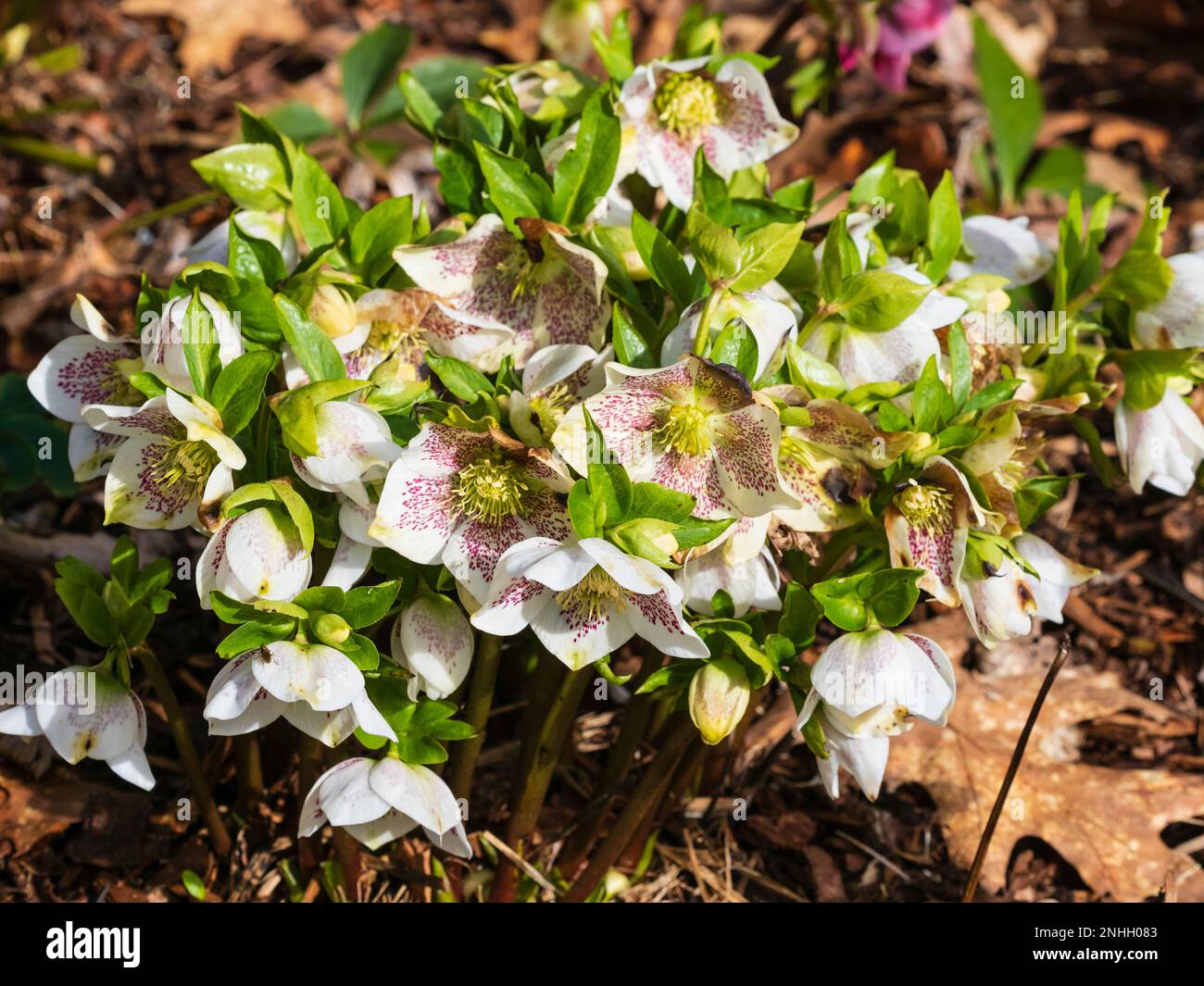 Helleborus x hybridus spring promise series hi-res stock photography ...