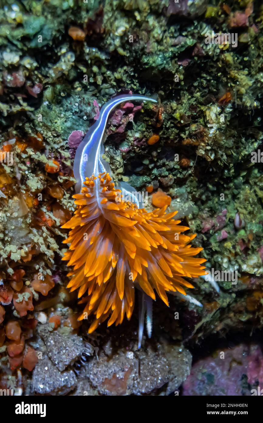 Thick-horned Nudibranch, Hermissenda crassicornis, with in a Point of ...