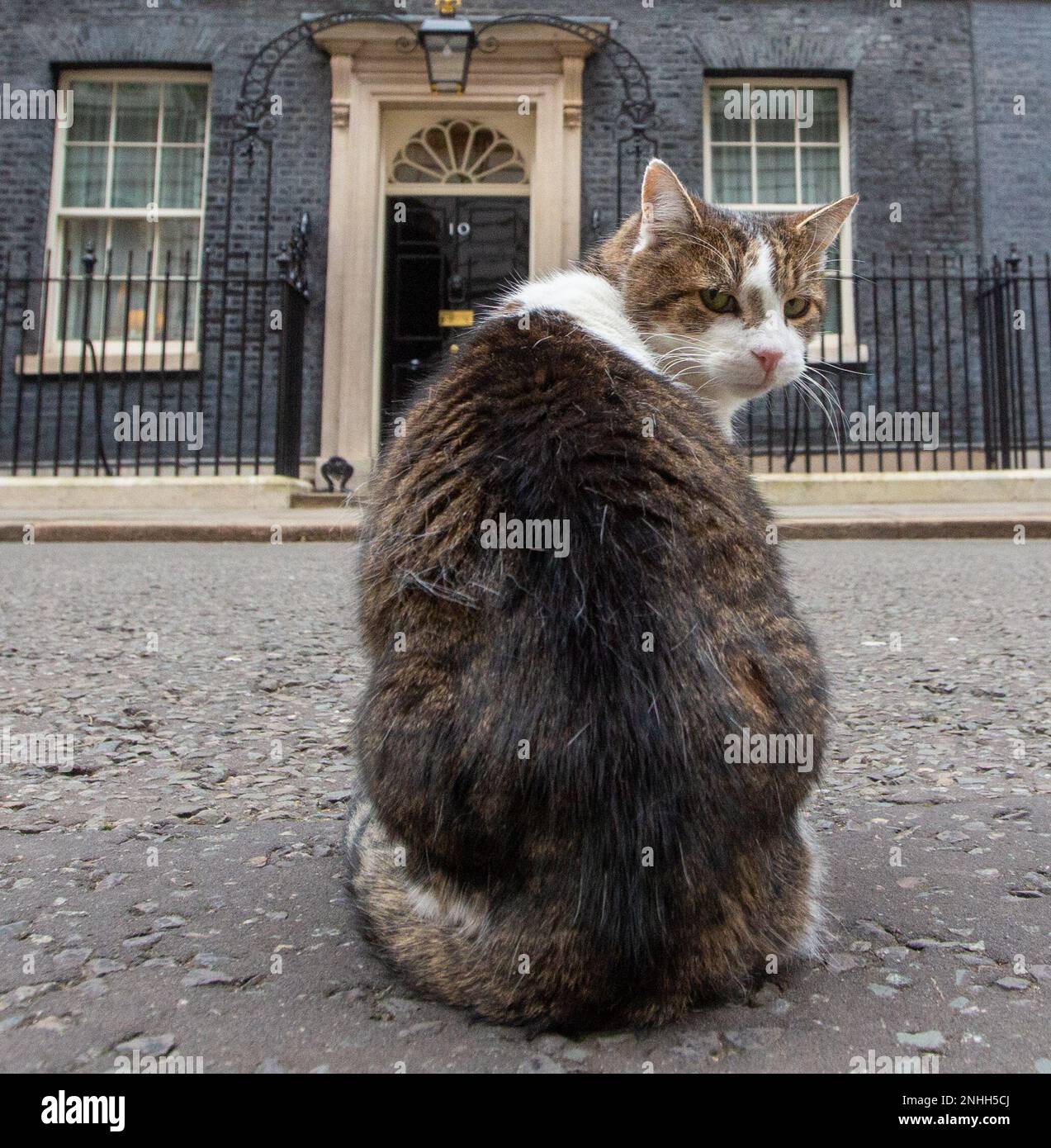 London, England, UK. 21st Feb, 2023. Larry the Cat is seen outside UK ...