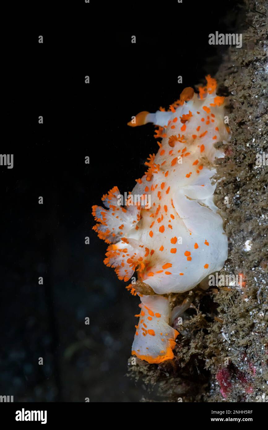 Modest clown nudibranch hi-res stock photography and images - Alamy