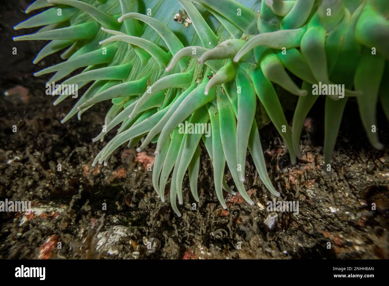 Giant Green Anemone, Anthopleura xanthogrammica, in tide pool at Point ...