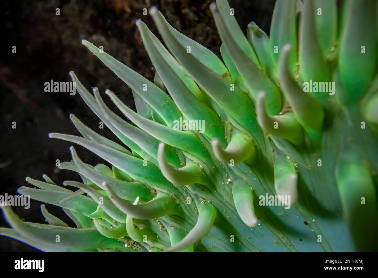Giant Green Anemone, Anthopleura xanthogrammica, in tide pool at Point ...