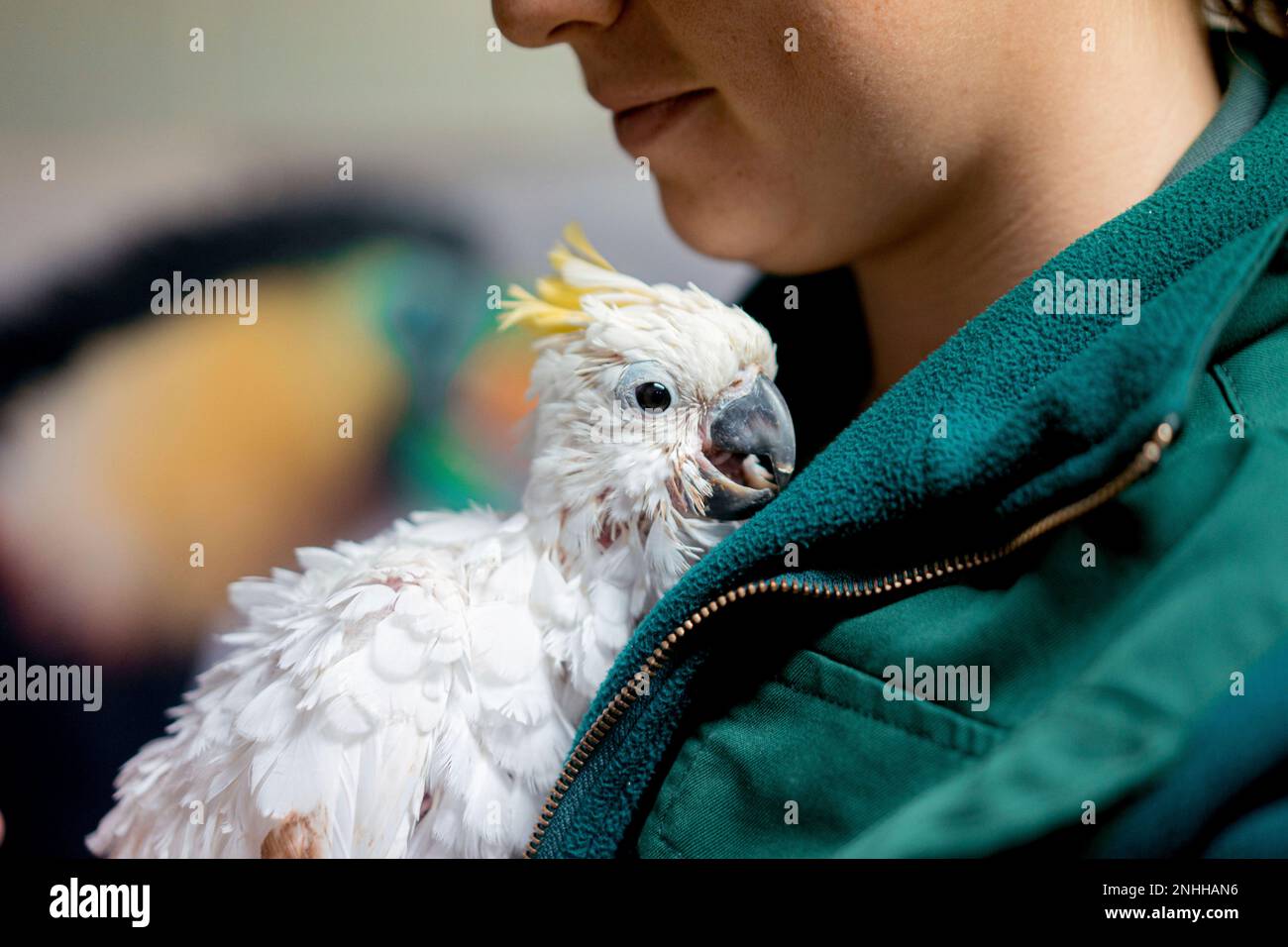 A keeper with a cockatoo chick in a room of the Zoo Aquarium of Madrid ...