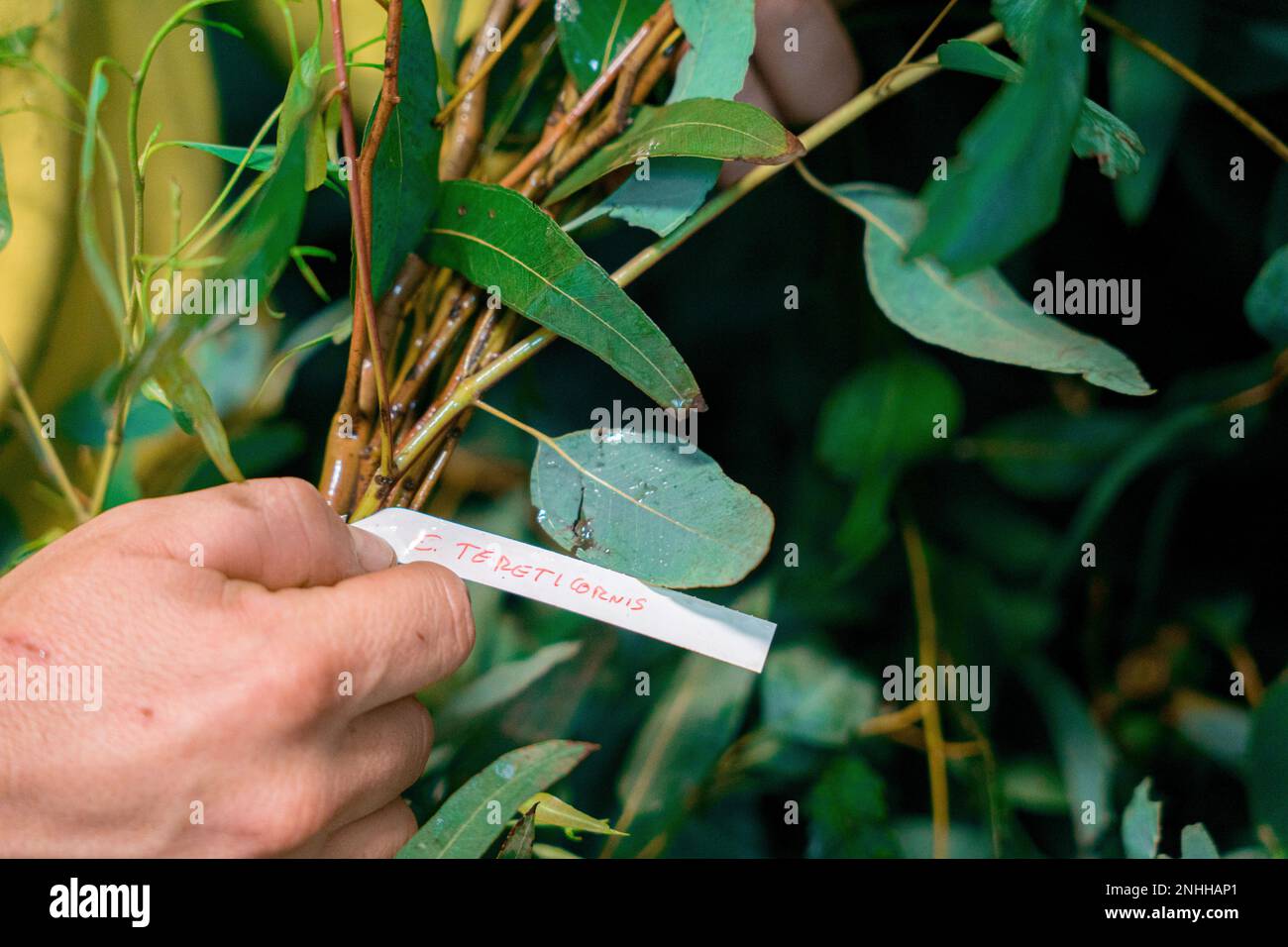 Eucalyptus plants, the food of koalas at the Madrid Zoo Aquarium, on ...