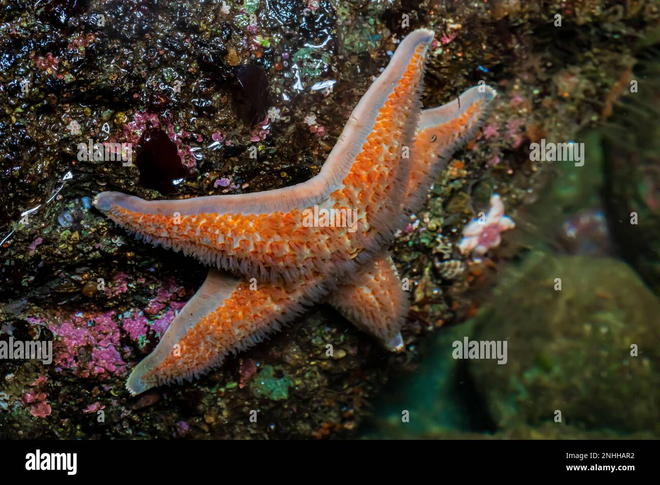 Leather Star, Dermasterias imbricata, at Point of Arches in Olympic National Park, Washington ...
