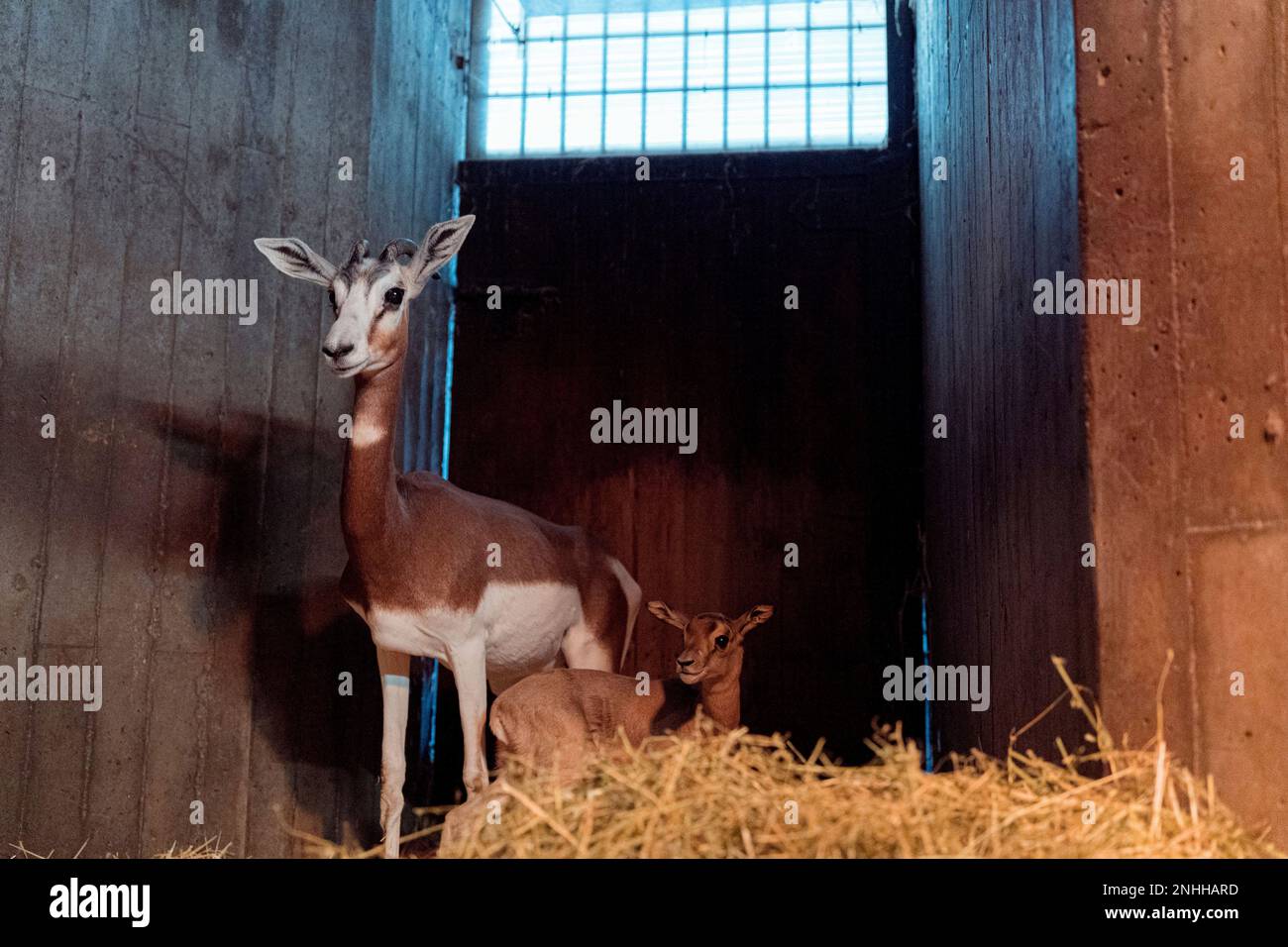 A dama gazelle and her calf at the Madrid Zoo Aquarium on December 16 ...