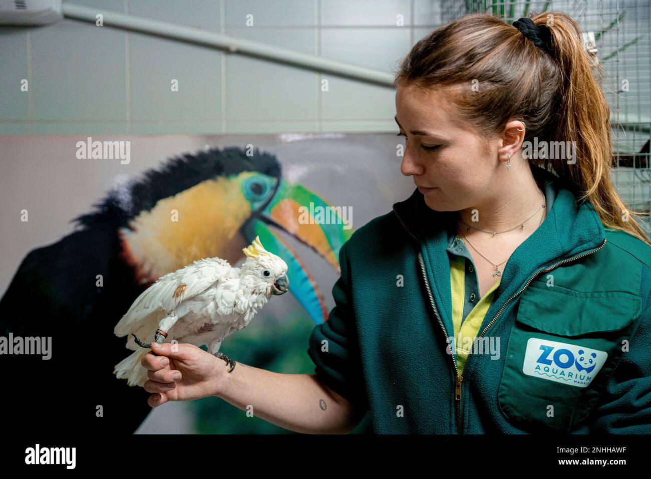 A keeper with a cockatoo chick in a room of the Zoo Aquarium of Madrid ...