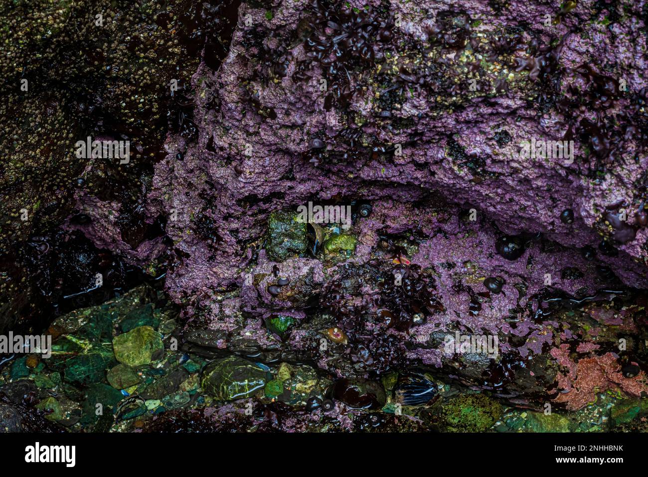 Purple Rock Chalk, Chamberlainium tumidum, a red algae on rocks of ...
