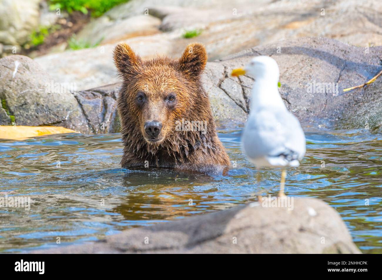 Bear habitat observation hi-res stock photography and images - Alamy