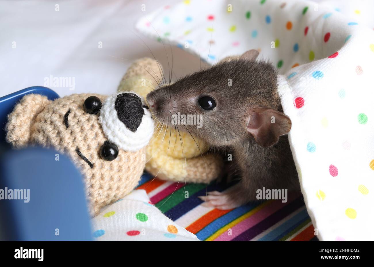 Cute small rat near crocheted bear in toy bed, closeup Stock Photo - Alamy