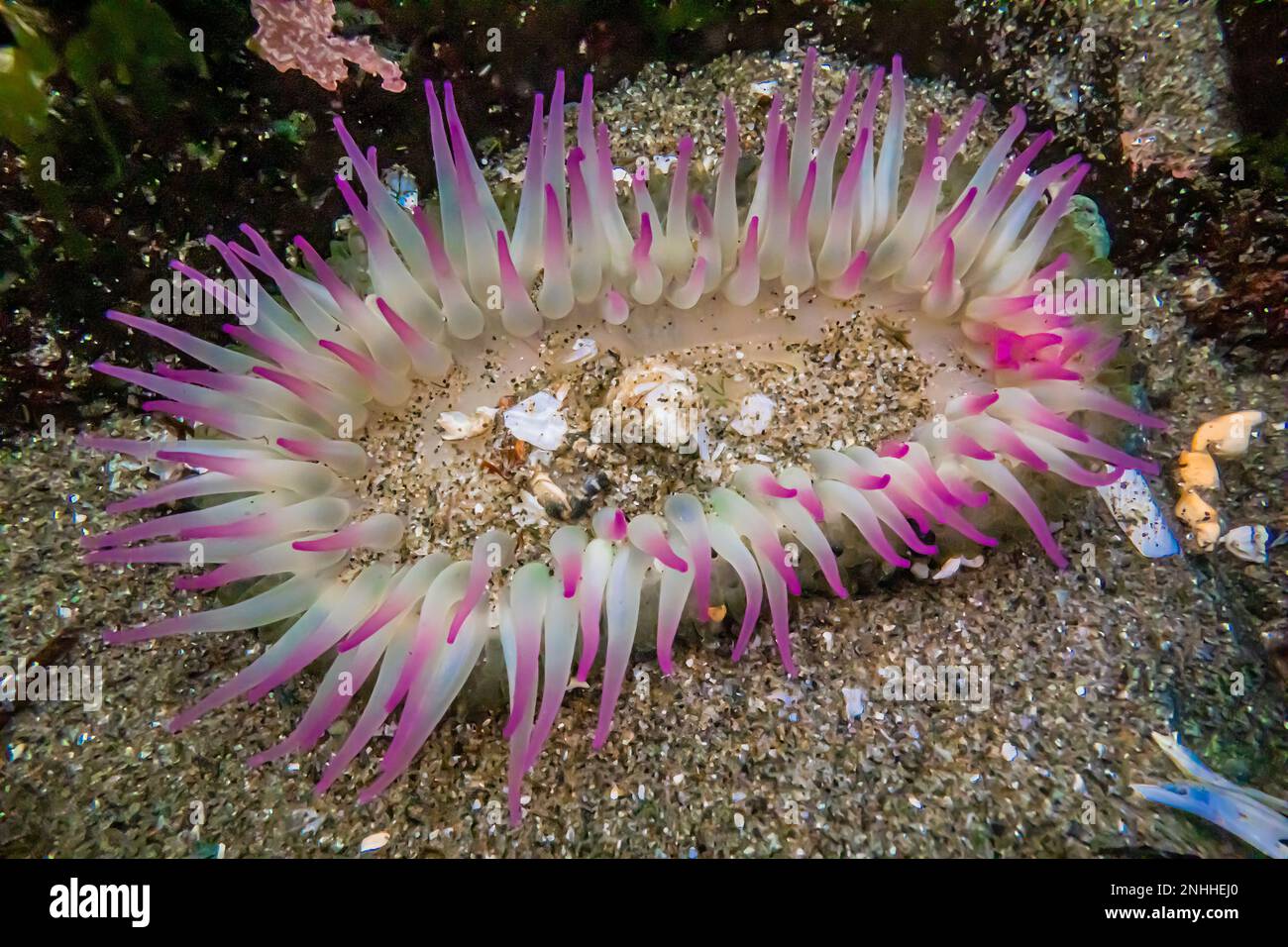 Asexual reproduction hi-res stock photography and images - Alamy