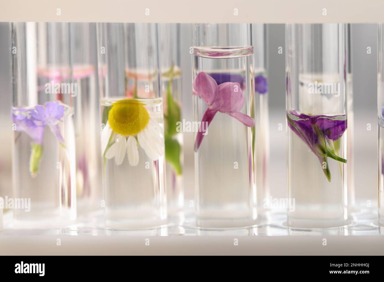 Test tubes with different flowers, closeup. Essential oil extraction ...