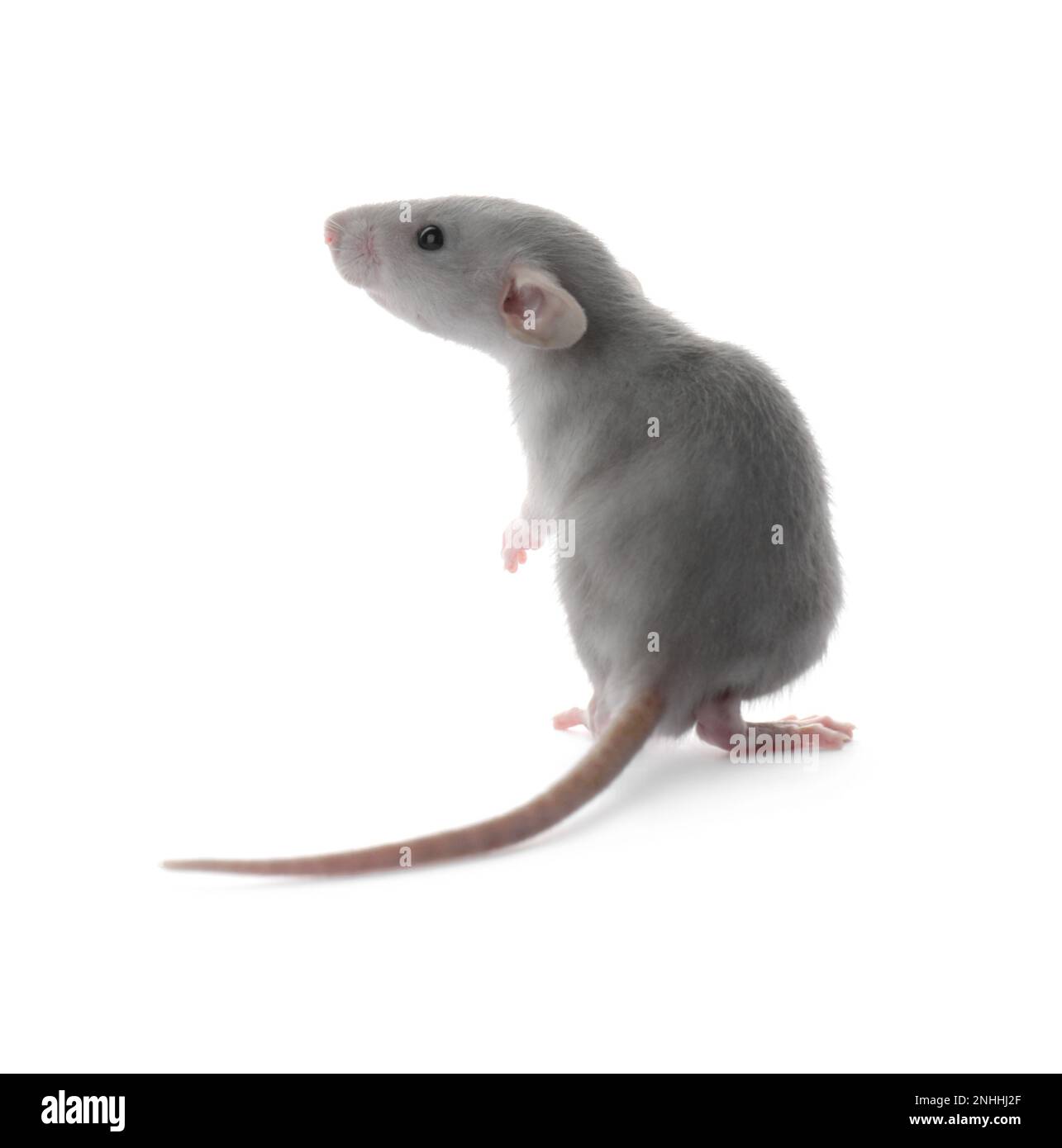 Small fluffy grey rat on white background Stock Photo - Alamy