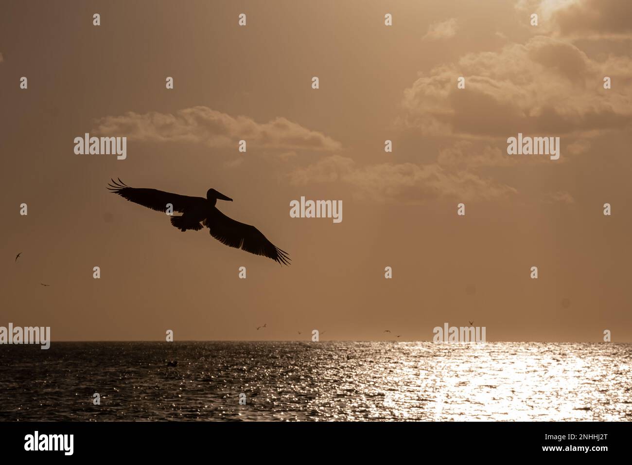 Pelican Flying At Dusk (#1 Stock Photo - Alamy