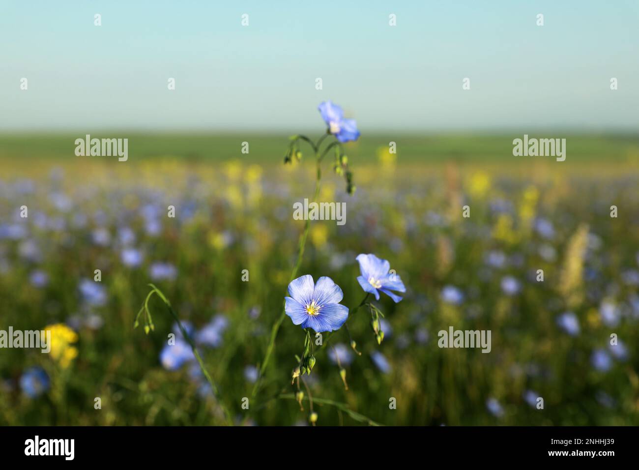 Beautiful blooming flax plants in meadow, space for text Stock Photo ...