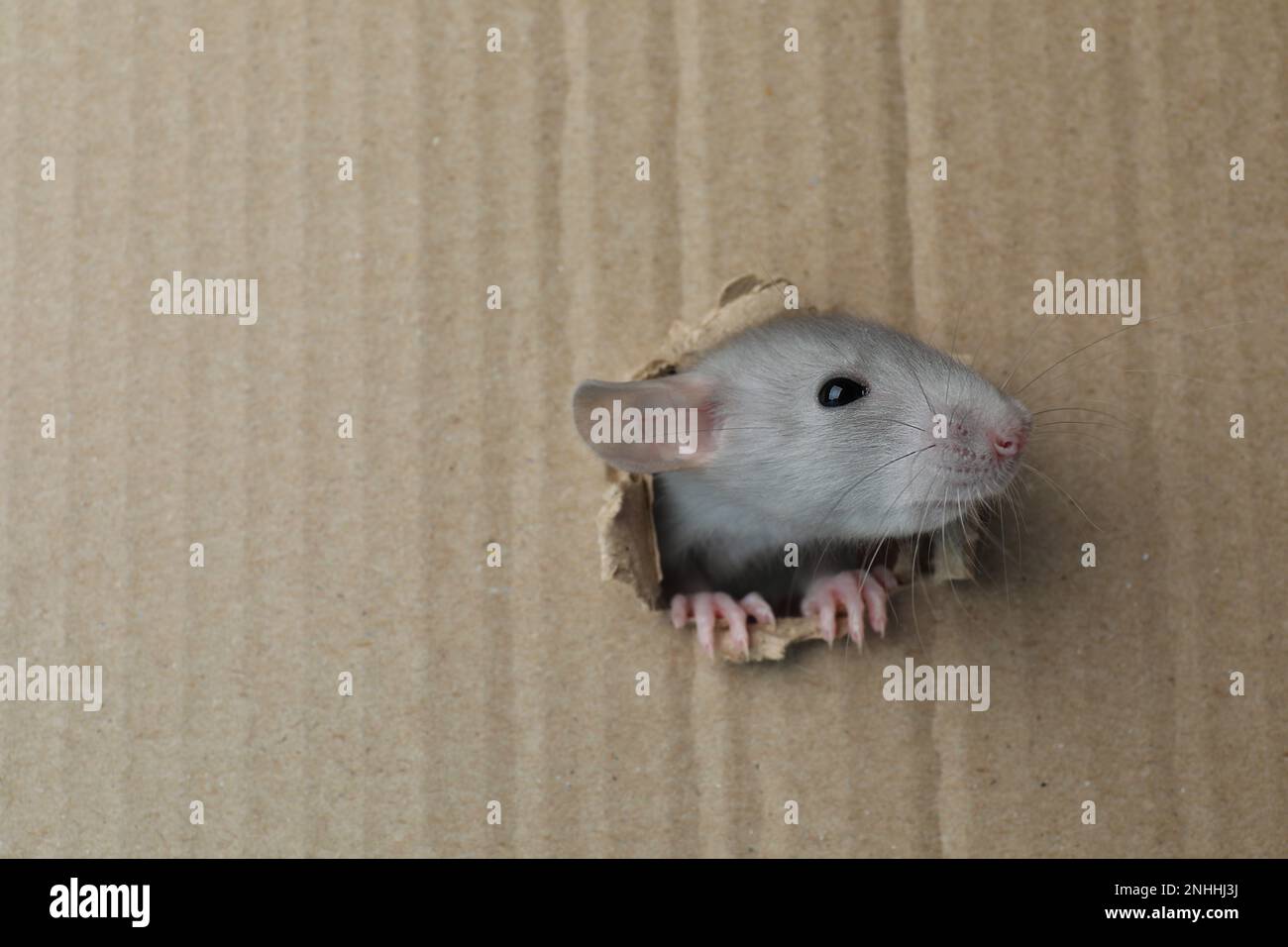 Cute rat looking through hole in cardboard sheet. Space for text Stock ...