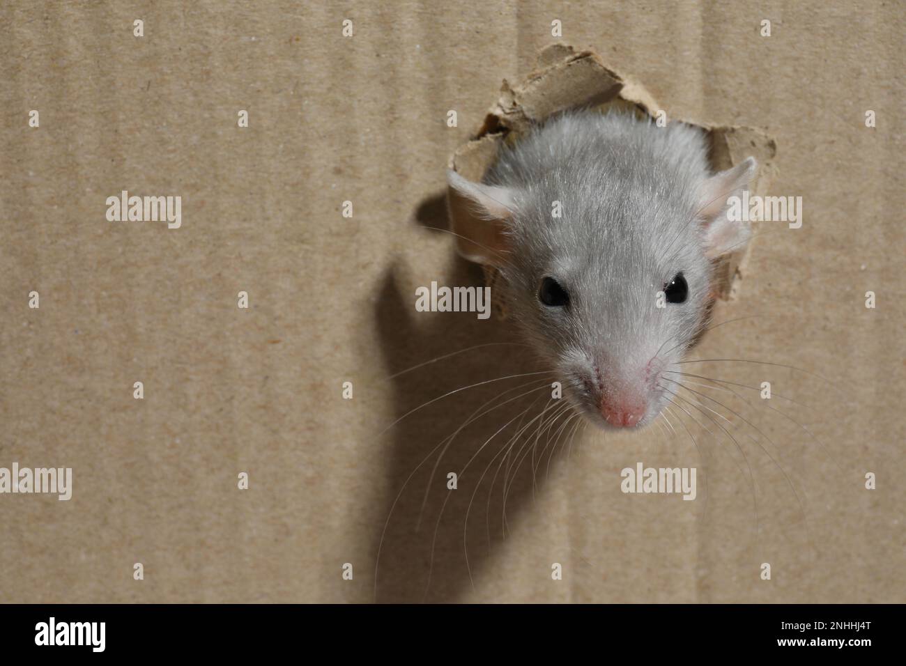 Cute rat looking through hole in cardboard sheet, space for text Stock ...