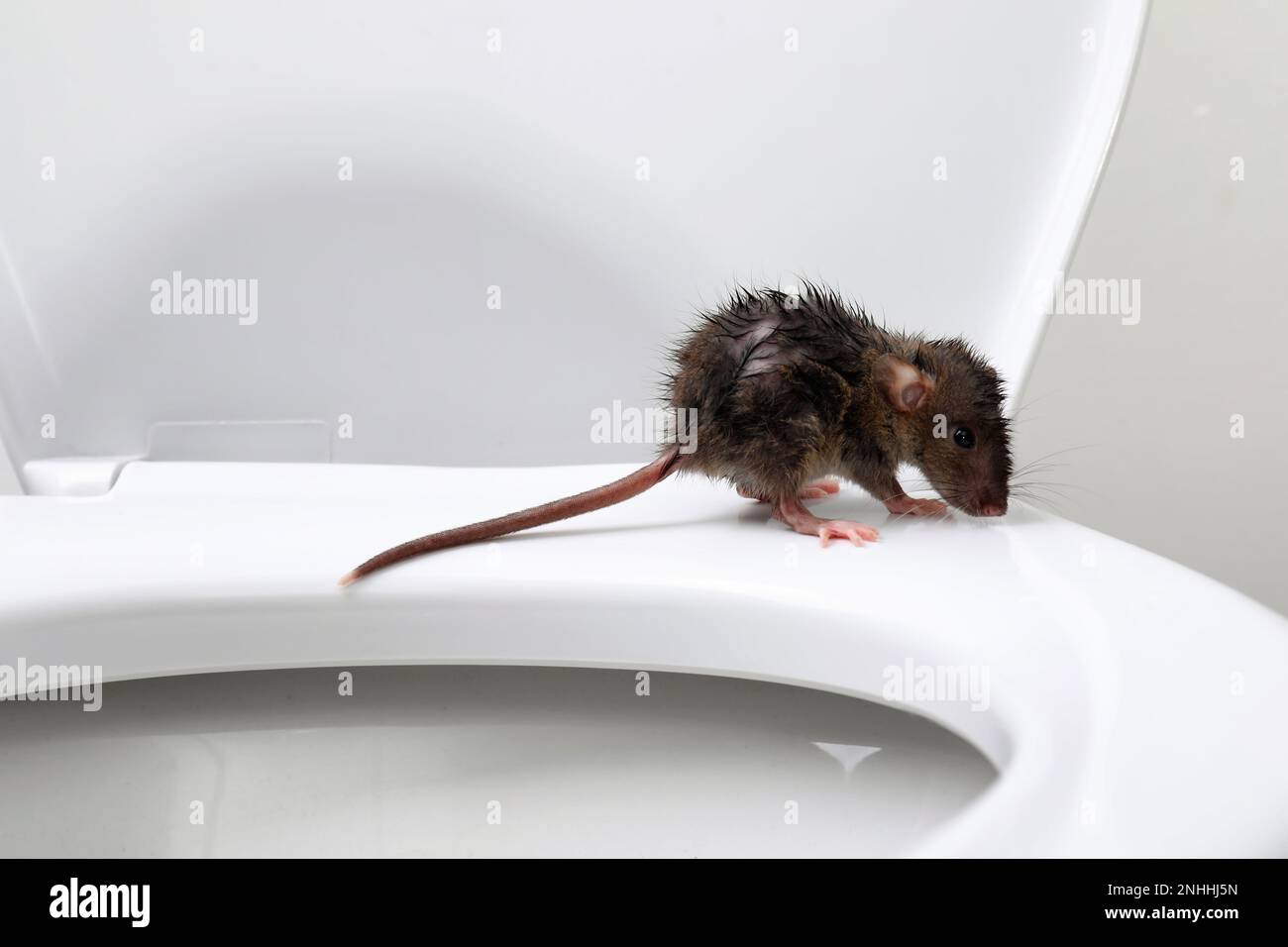 Wet rat on toilet bowl in bathroom. Pest control Stock Photo - Alamy