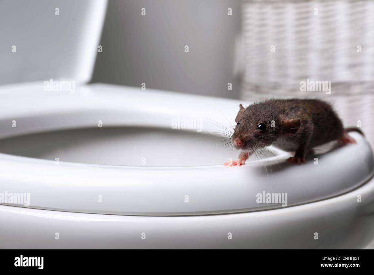 Rat on toilet bowl in bathroom. Pest control Stock Photo - Alamy